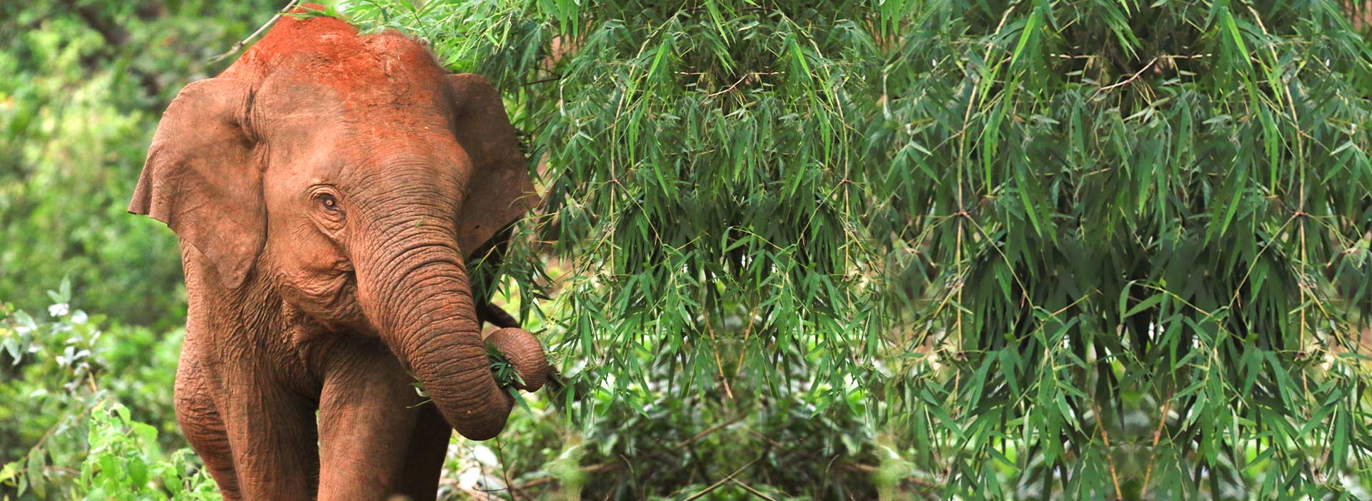 Odisha Tourism : Similipal